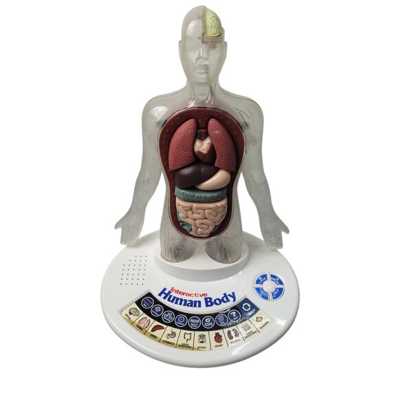 Science Can | Toys | Vintage Science Can Interactive Human Body Model ...